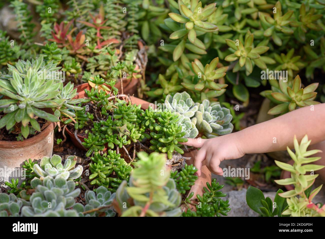 Potted Succulent Plants In A Garden. Child Hand Pointing At Succulent ...