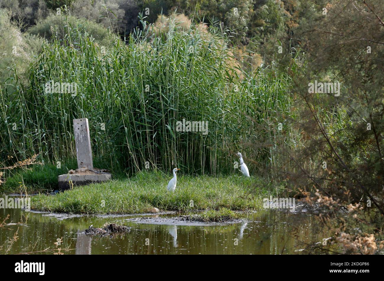 Gaza, Palestine. 06th Nov, 2022. Seagulls seen in the Gaza valley in Al ...