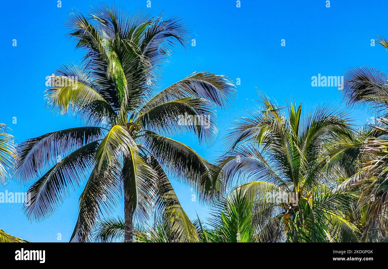 Tropical natural mexican palm tree with coconuts and blue sky ...