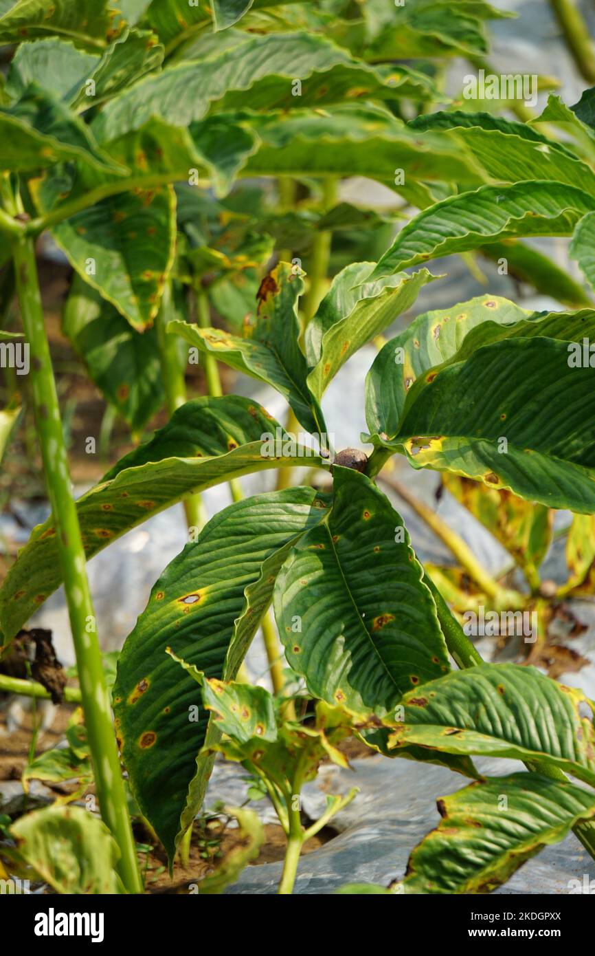 Amorphophallus burmanicus hi-res stock photography and images - Alamy