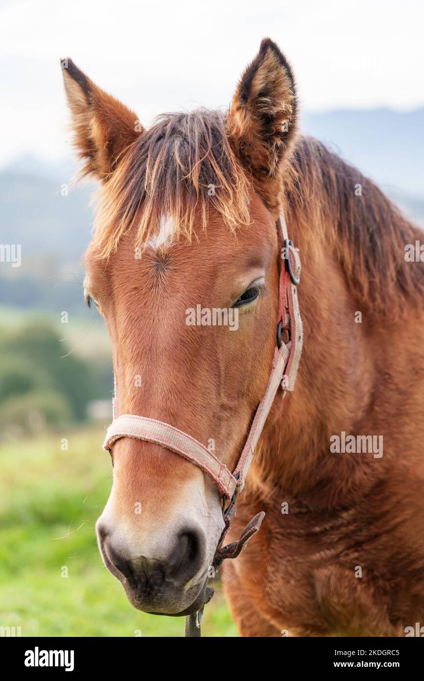 Portrait of a thoroughbred brown horse with a beautiful sad eye. Close ...