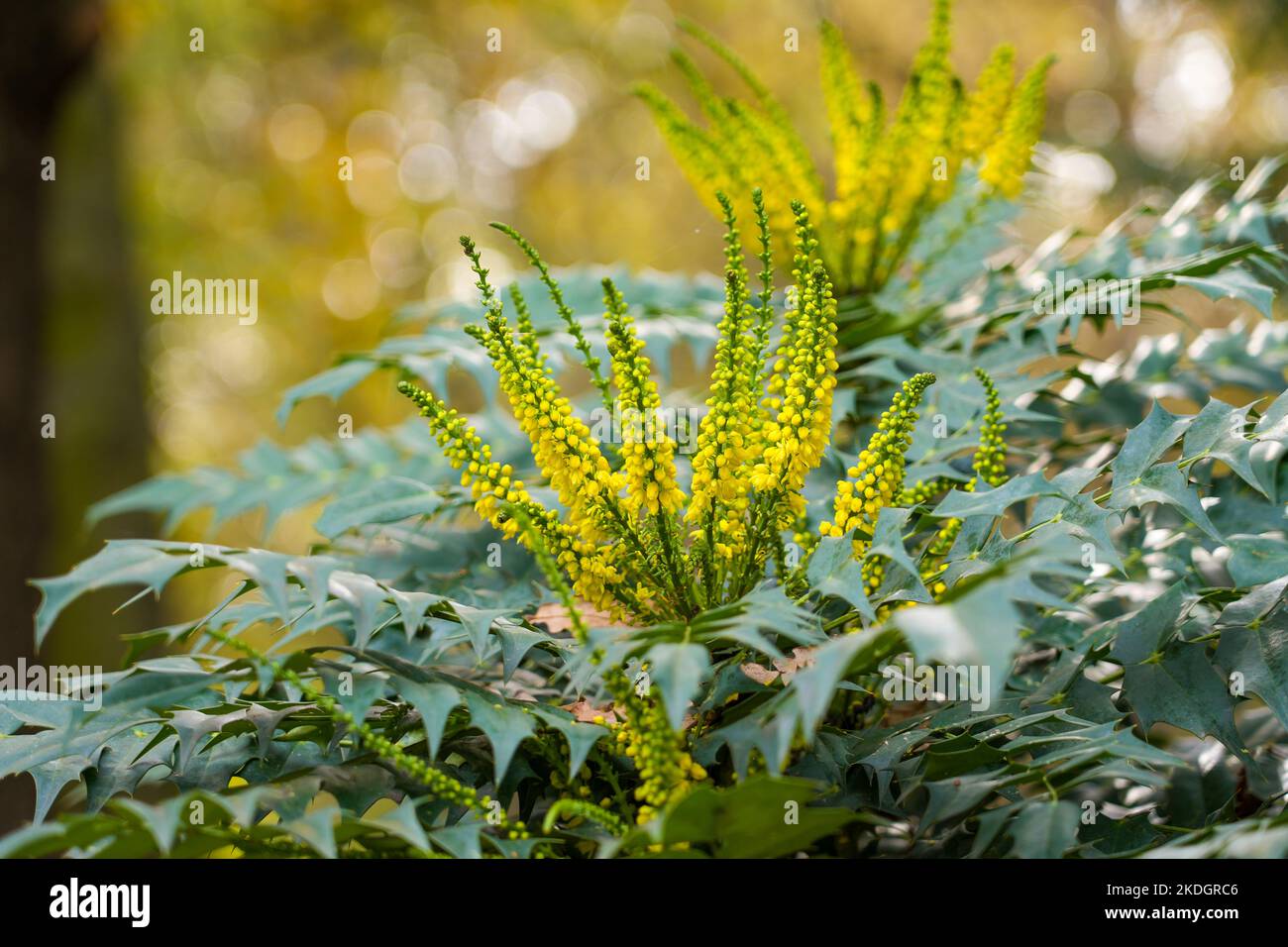 Yellow autumn flowers of mahonia japonica bush close-up Stock Photo - Alamy