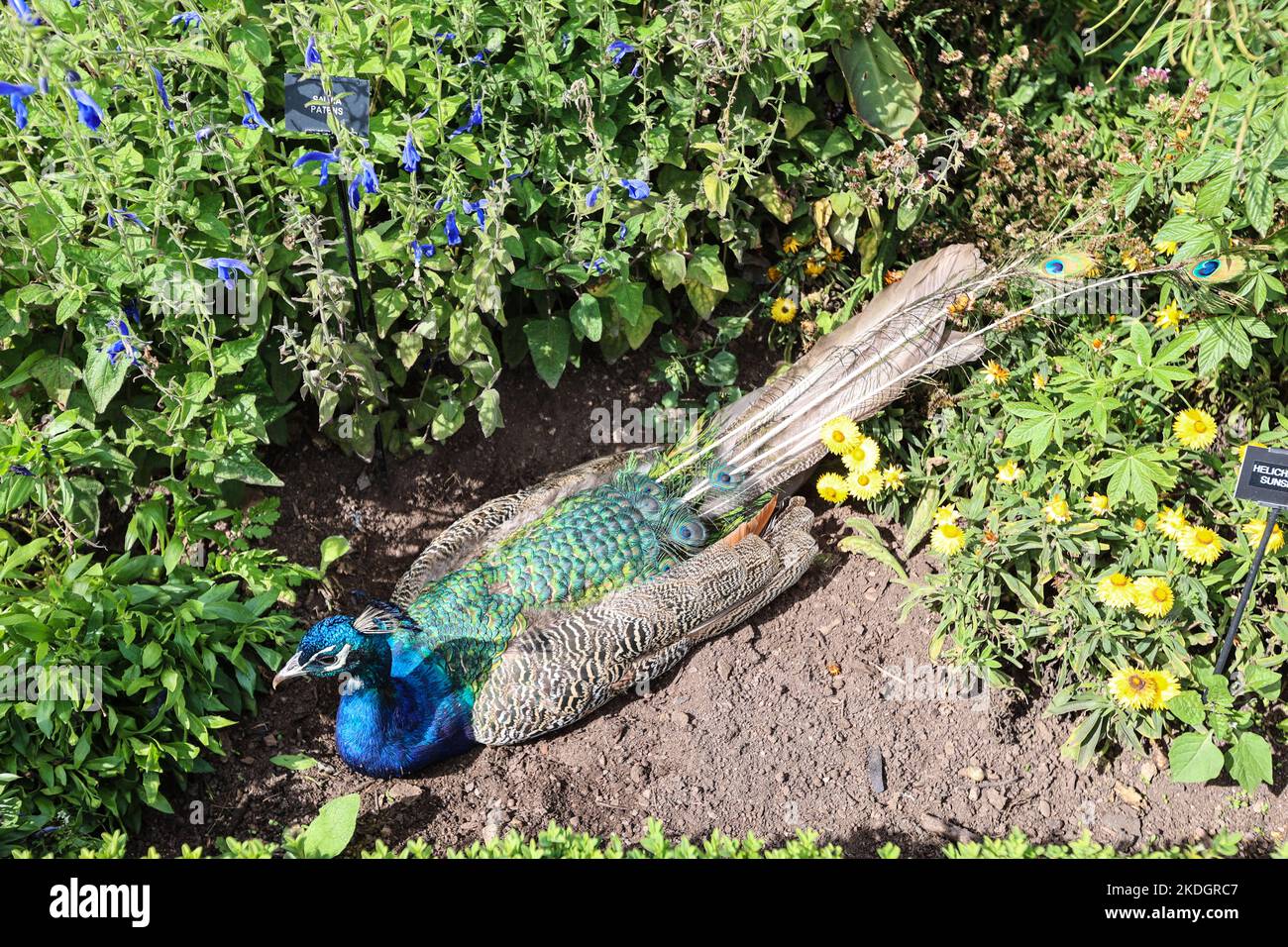 Peacock,bird,at,Powis Castle, and,garden,grounds,Powys,Powys County ...