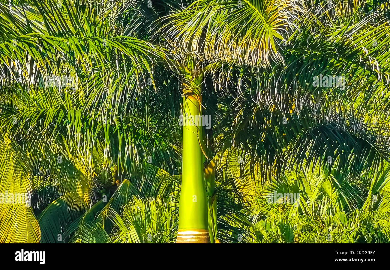Tropical natural mexican palm tree with coconuts and blue sky ...