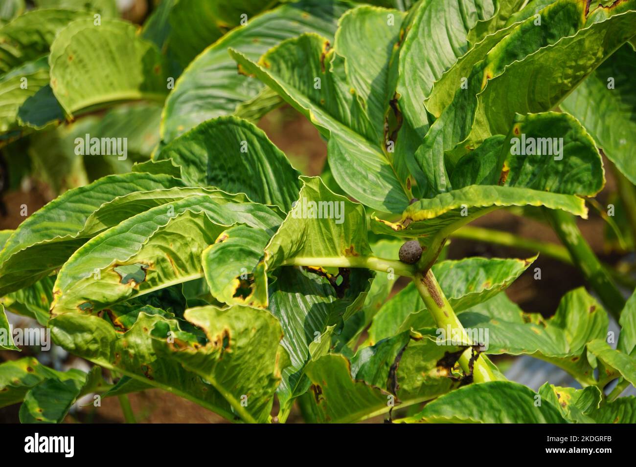 Amorphophallus oncophyllus (Also Amorphophallus, Iles-iles, Porang ...