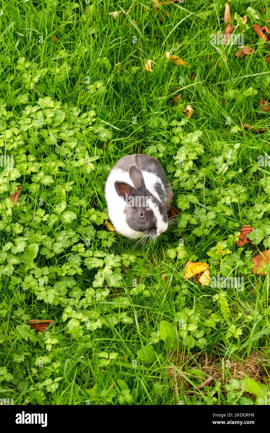Beautiful gray white rabbit sitting in the green summer grass close-up ...