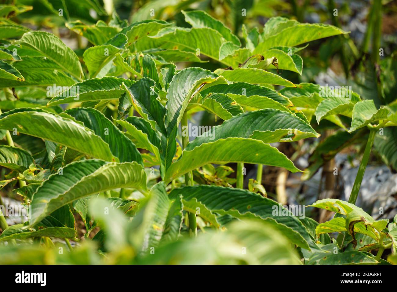 Amorphophallus oncophyllus (Also Amorphophallus, Iles-iles, Porang ...