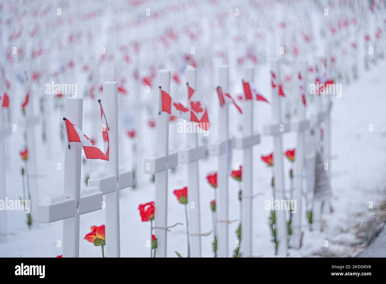 Field of crosses to mark canada's remembrance day Stock Photo - Alamy
