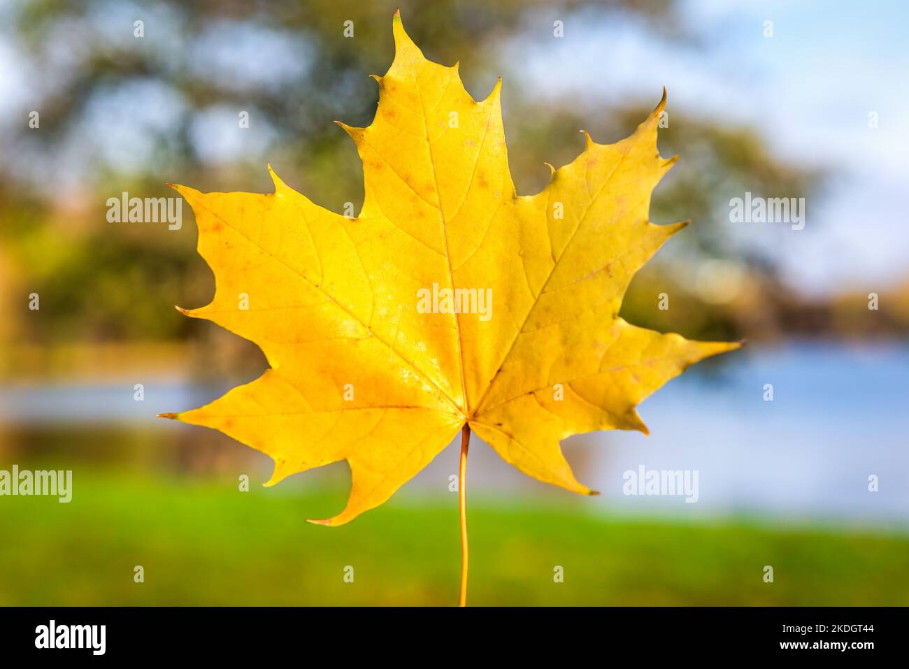 Falling maple leaf hi-res stock photography and images - Alamy