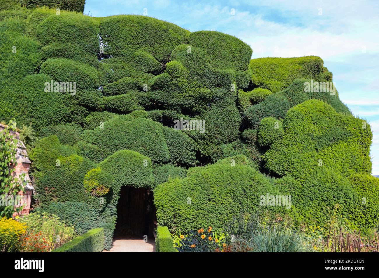 Yew,trees,at,Powis Castle, and,garden,grounds,Powys,Powys County,Wales ...
