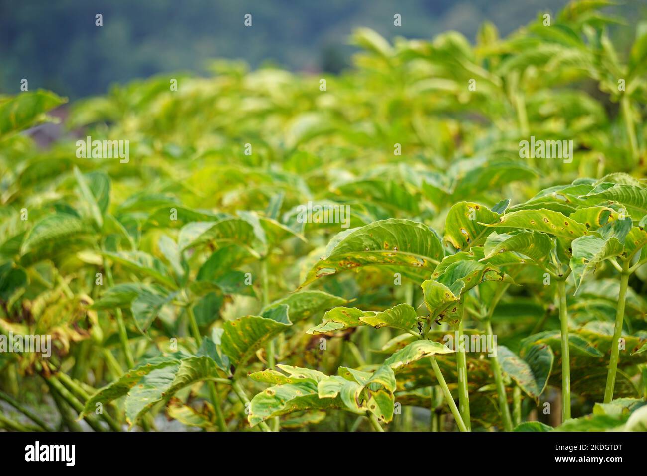 Amorphophallus oncophyllus (Also Amorphophallus, Iles-iles, Porang ...