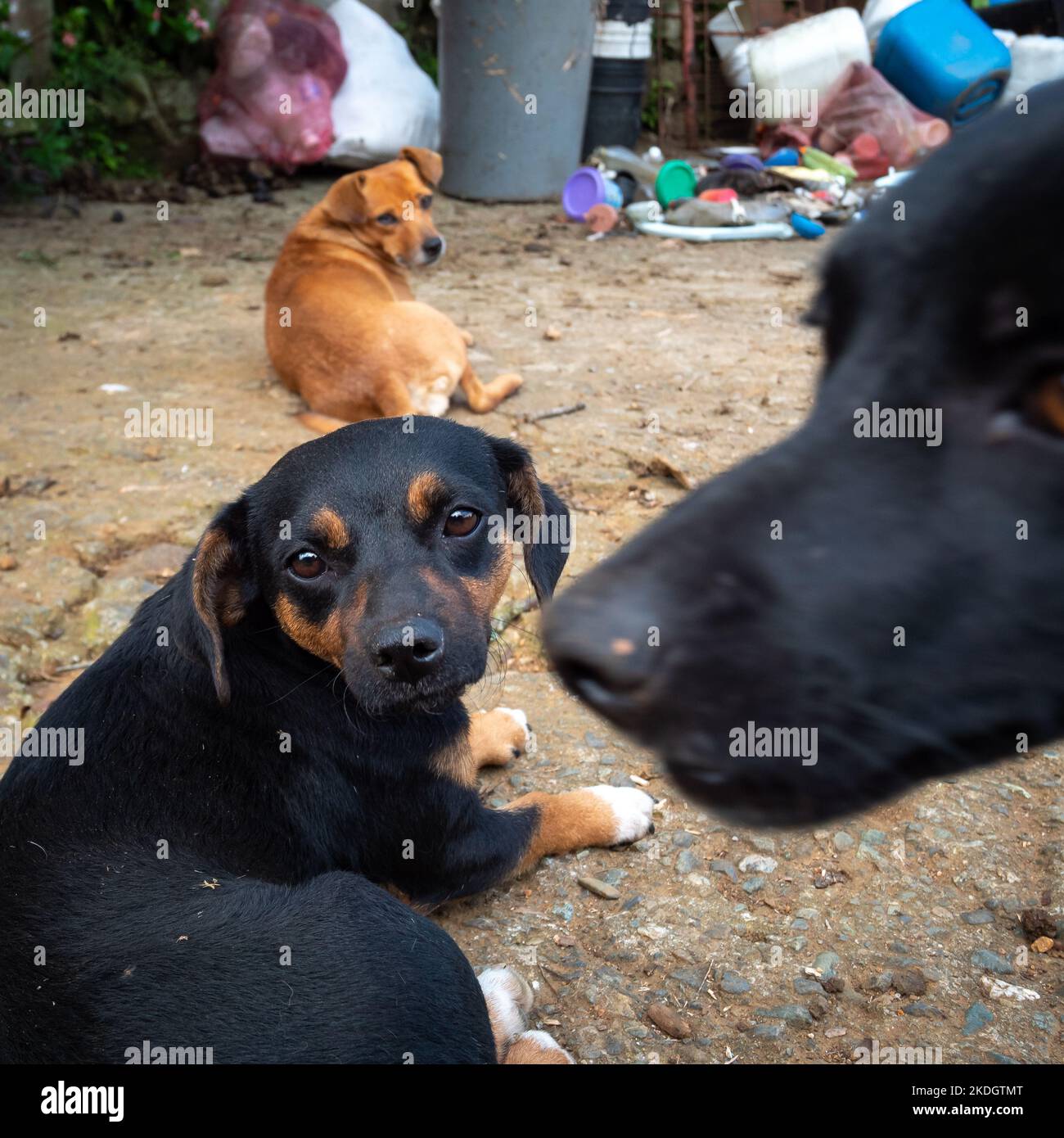 Black and Brown Little Mixed Dogs Resting on the Meadow in Jerico ...