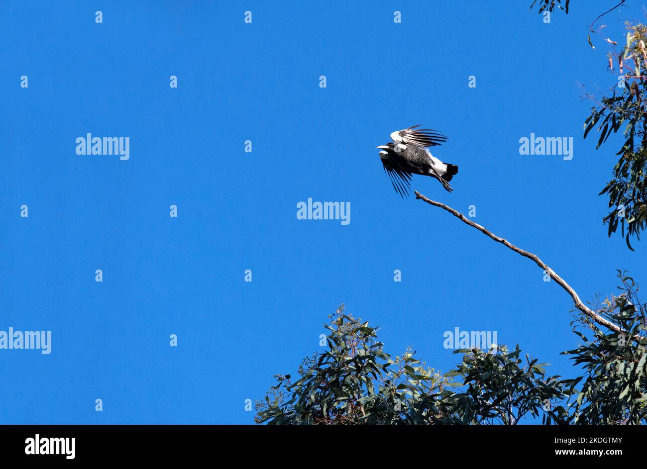 An Australian Magpie (Gymnorhina tibicen) taking off from the branch of ...
