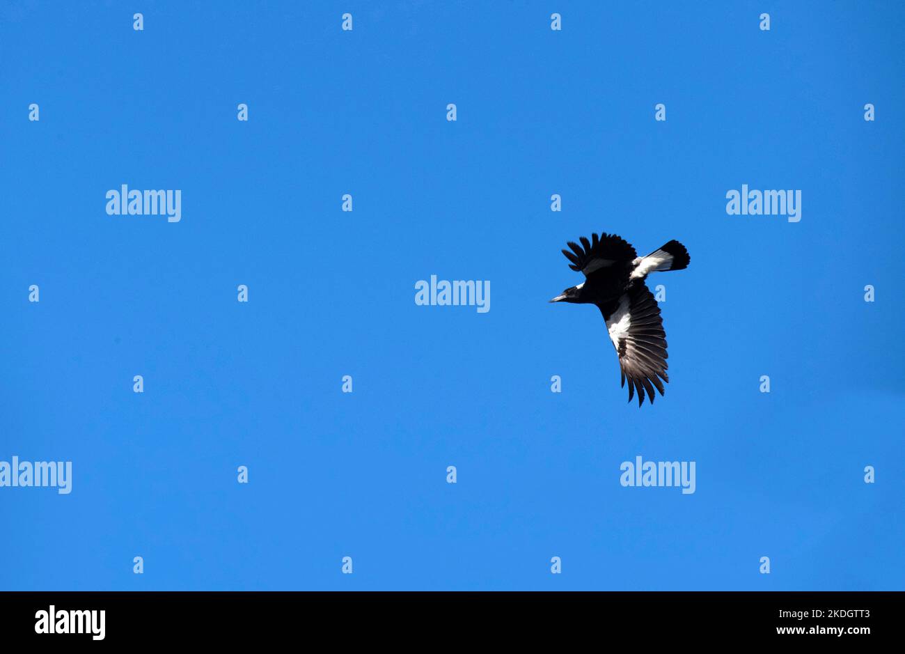 An Australian Magpie (Gymnorhina tibicen) in flight in Sydney, NSW ...