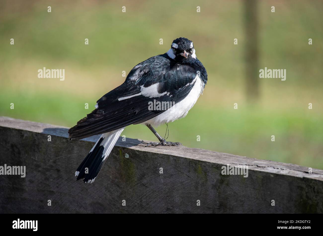 An Australian Magpie-lark (Grallina cyanoleuca) perched on a wooden ...