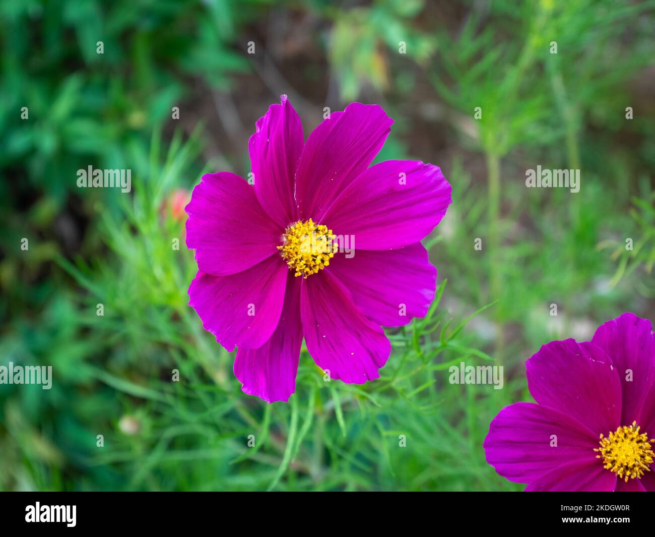 Mexican aster cosmos bipinnatus hi-res stock photography and images - Alamy