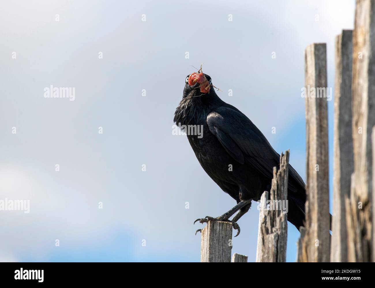 An Australian Raven (Corvus coronoides) finds food in Sydney, NSW ...