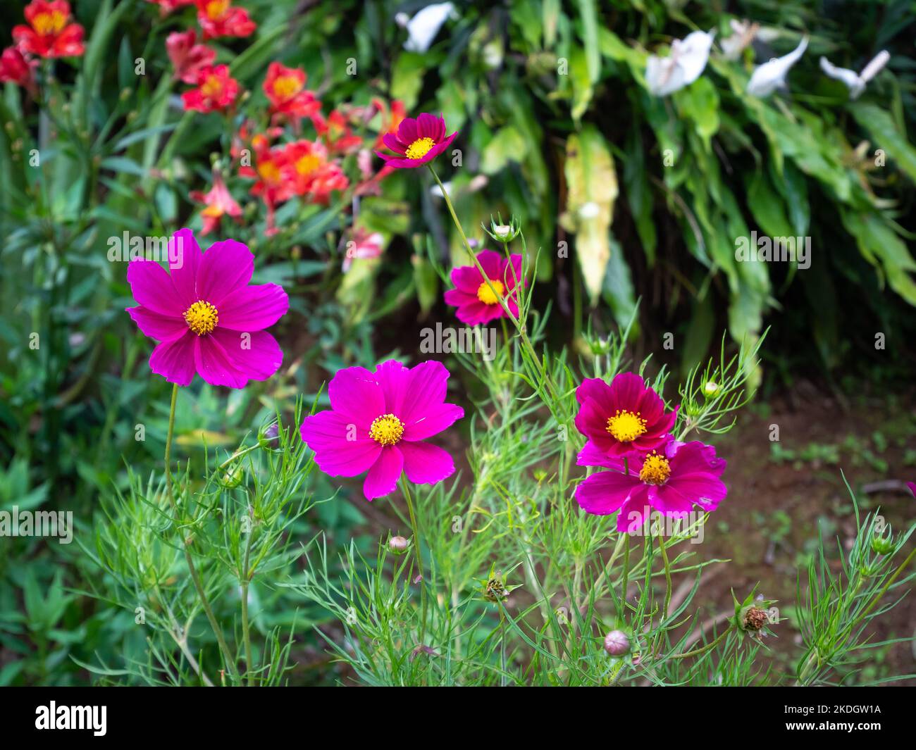 Mexican aster cosmos bipinnatus hi-res stock photography and images - Alamy