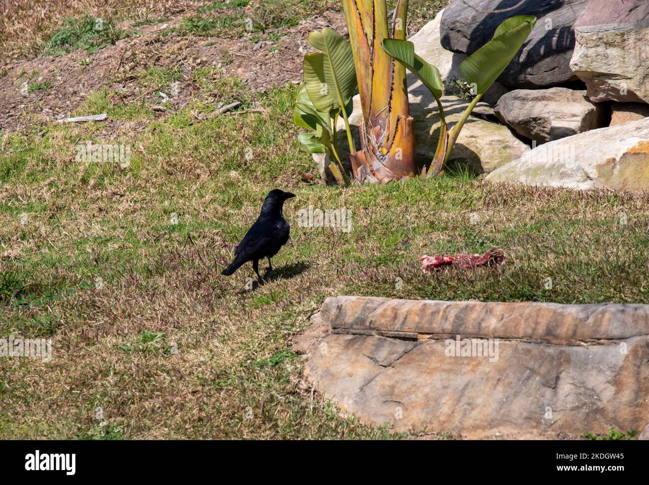 An Australian Raven (Corvus coronoides) finds food in Sydney, NSW ...