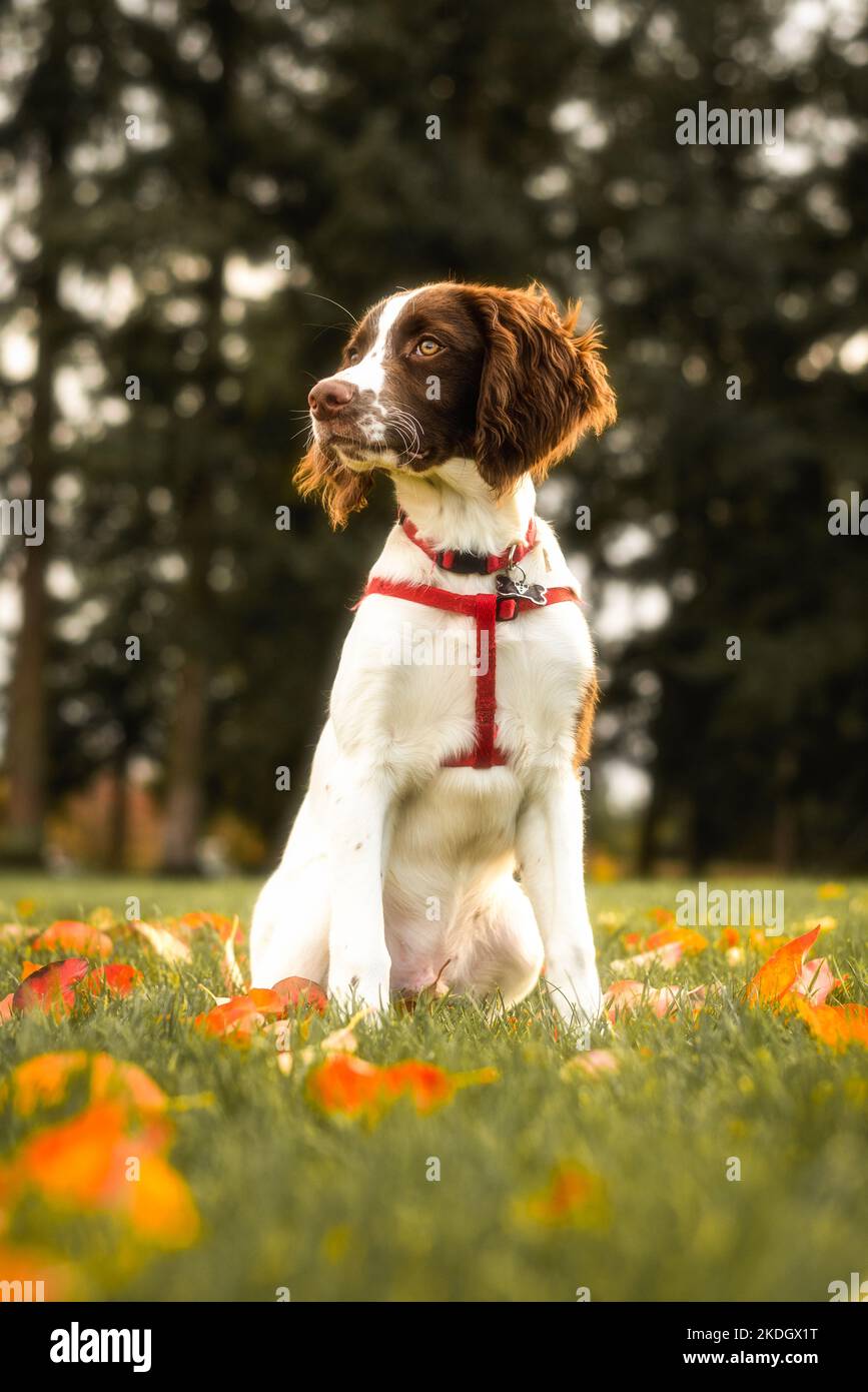 English springer spaniel puppy hi-res stock photography and images - Alamy