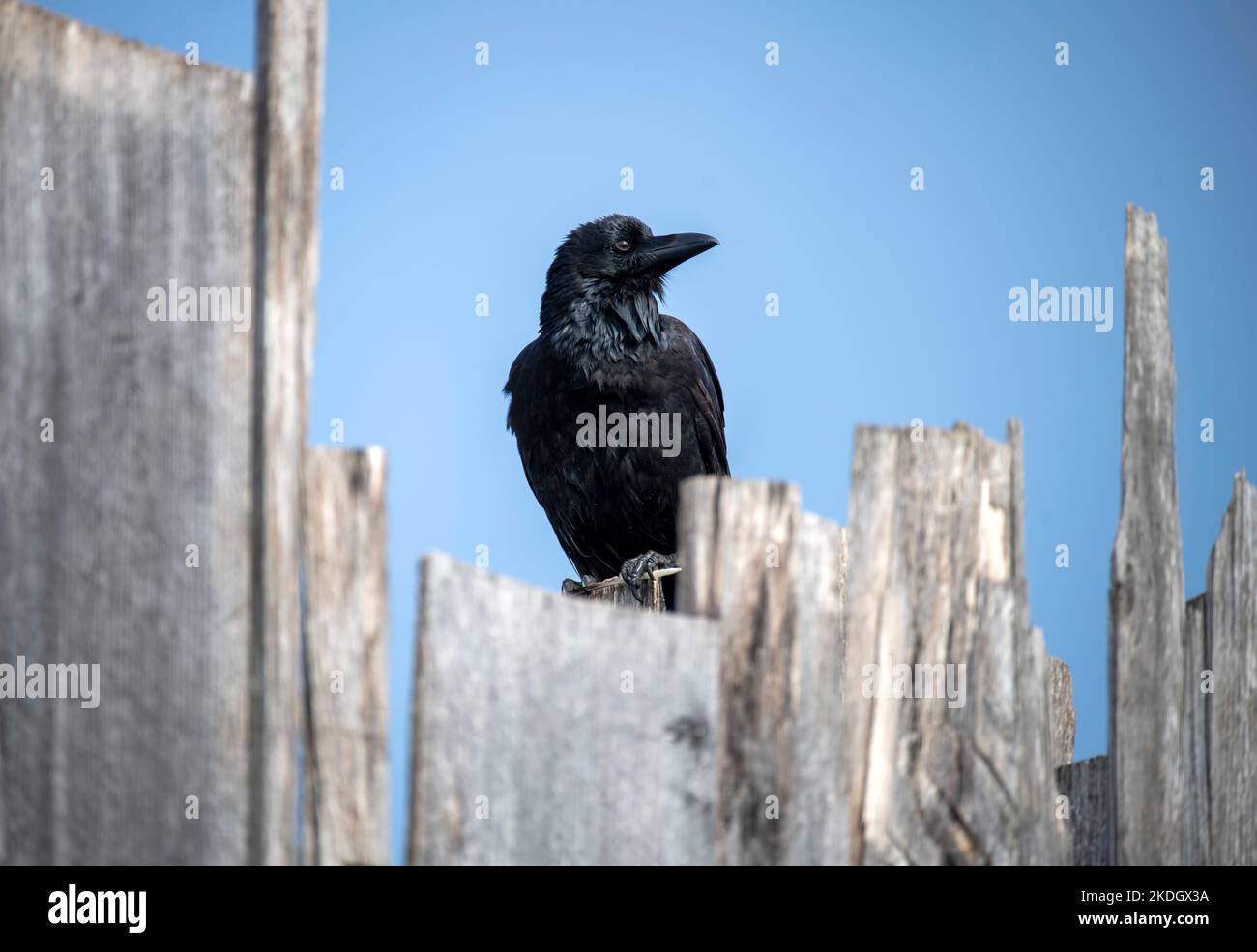 An Australian Raven (Corvus coronoides) perched on a wooden stand in ...