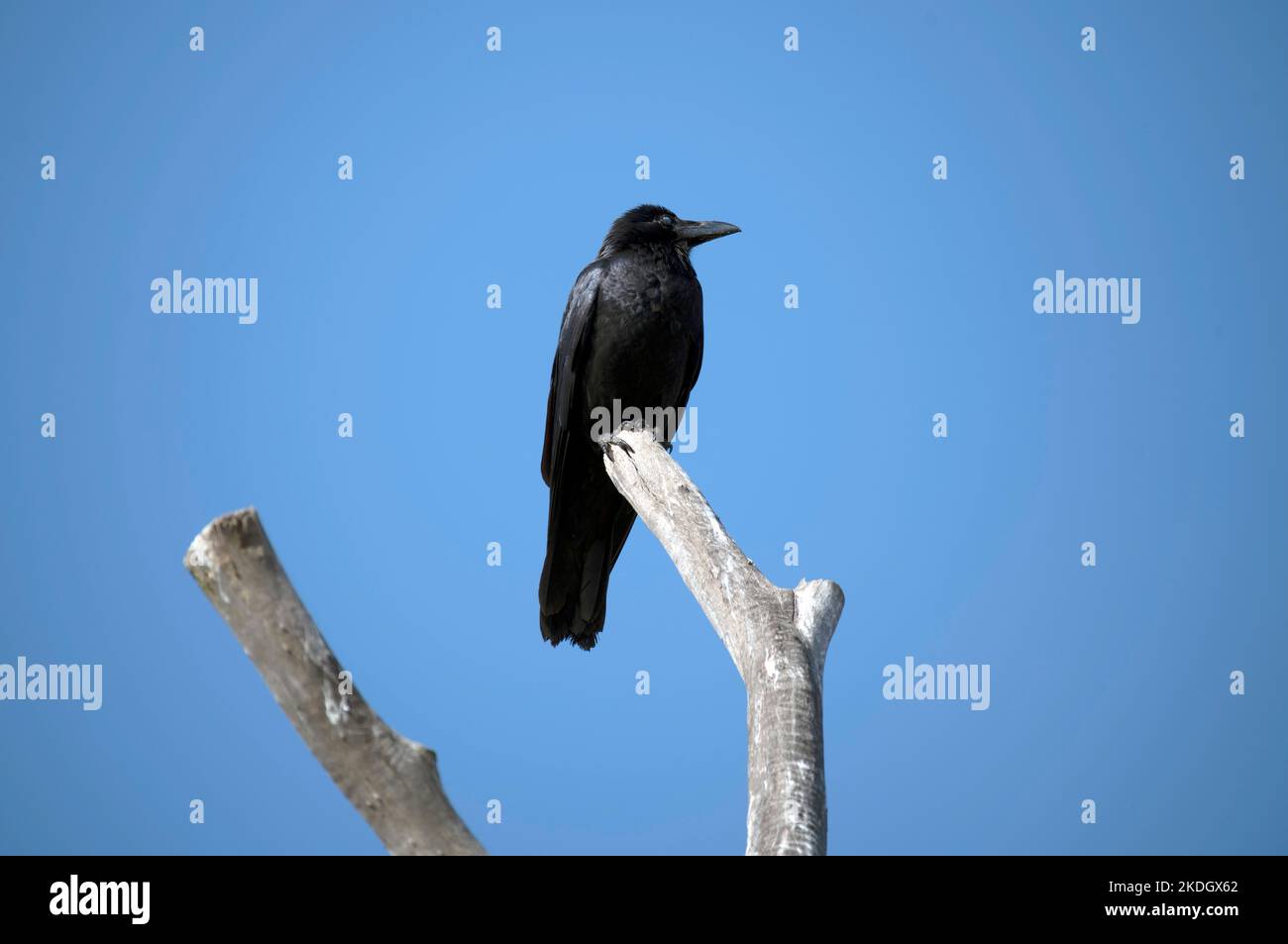 An Australian Raven (Corvus coronoides) perched on a wooden stand in ...