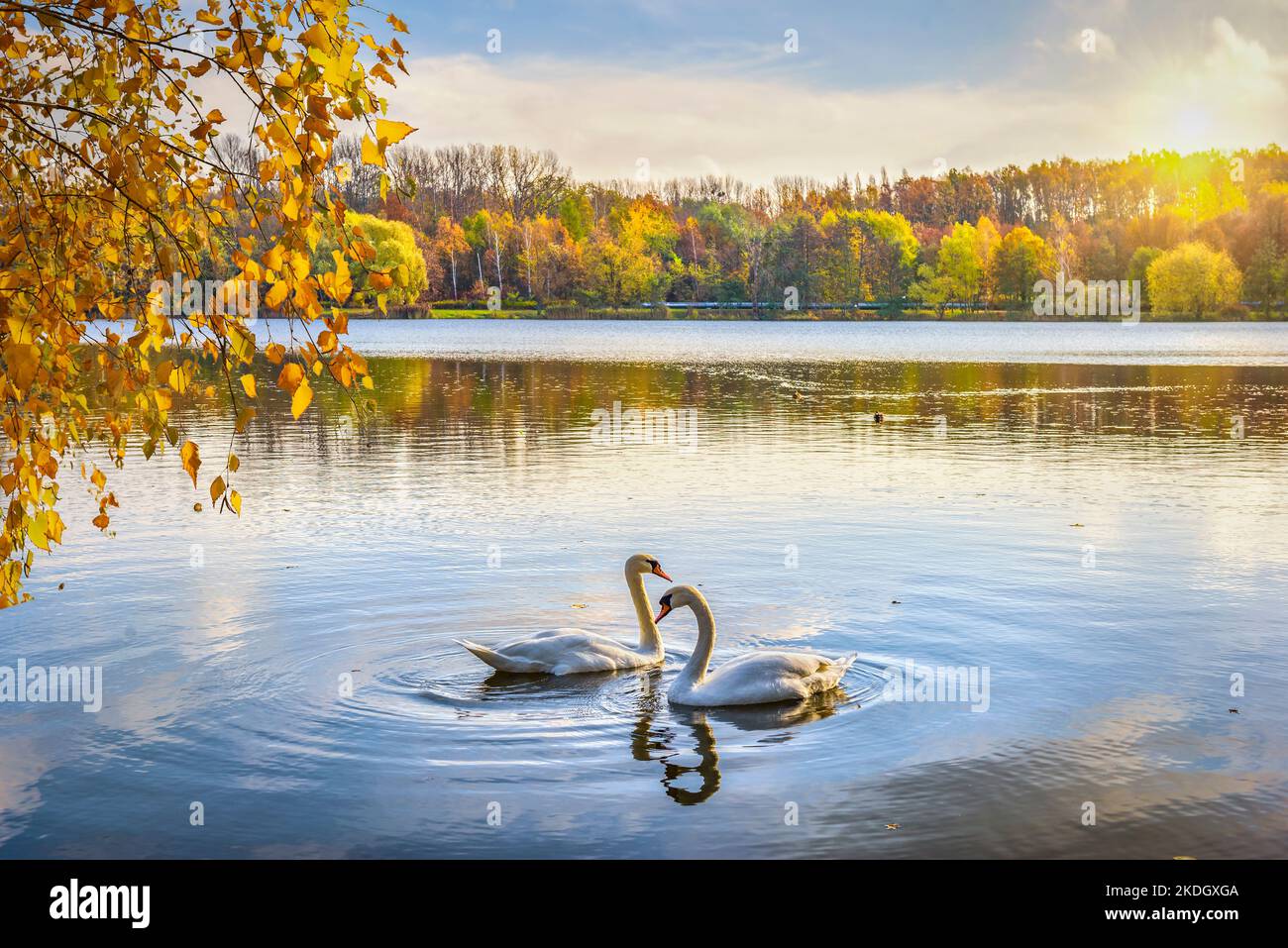 Tree and swan hi-res stock photography and images - Alamy
