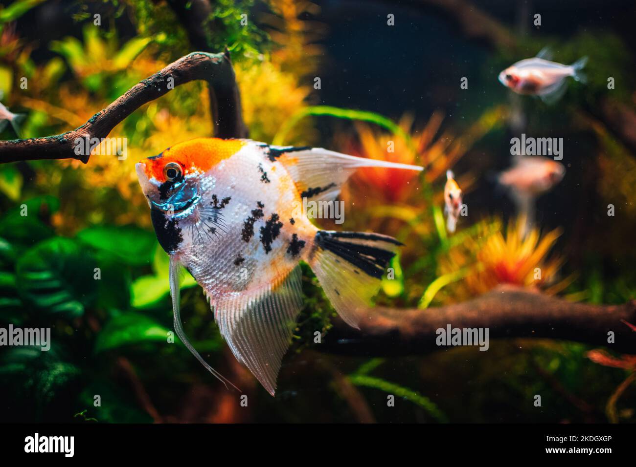 Freshwater angelfish scalare koi hi-res stock photography and images ...