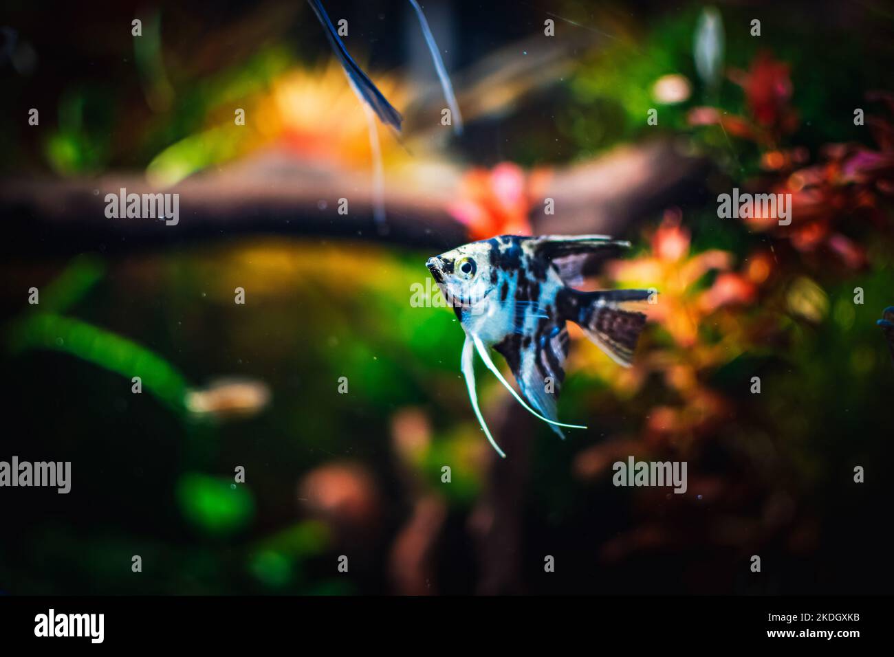 Freshwater angelfish scalare koi hi-res stock photography and images ...