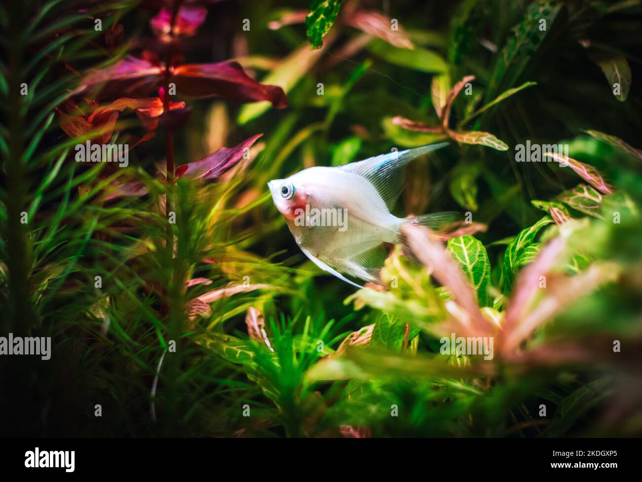 lovely angel fish in my aquarium Stock Photo - Alamy