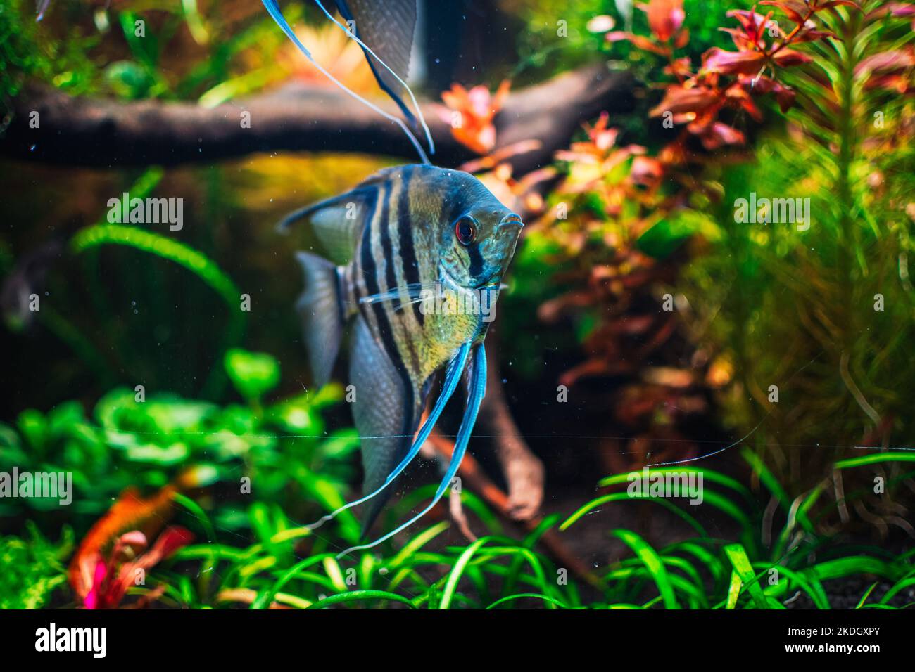 Freshwater angelfish scalare koi hi-res stock photography and images ...