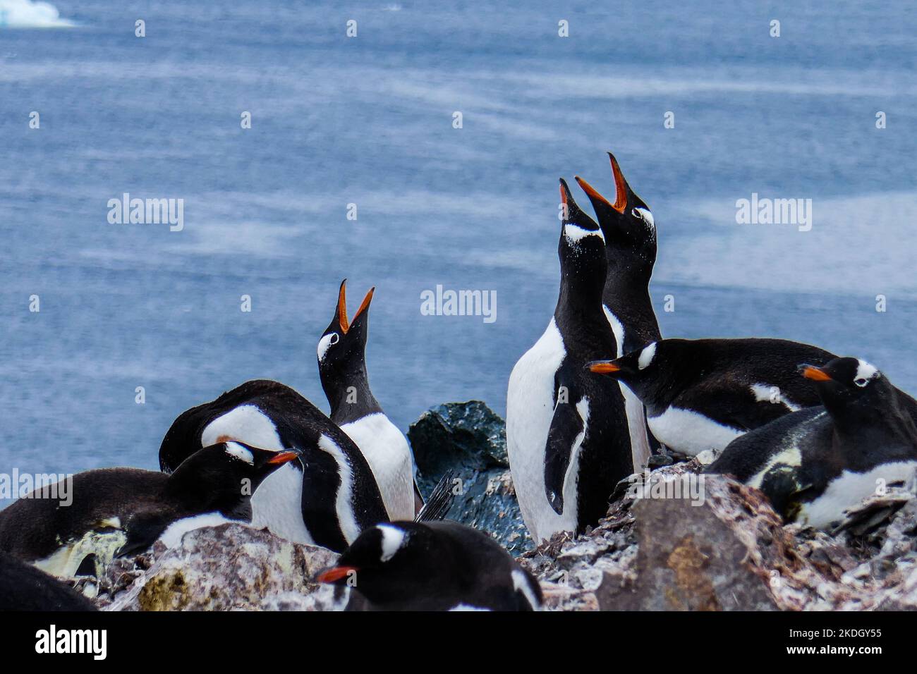 Penguins on snow in hi-res stock photography and images - Alamy