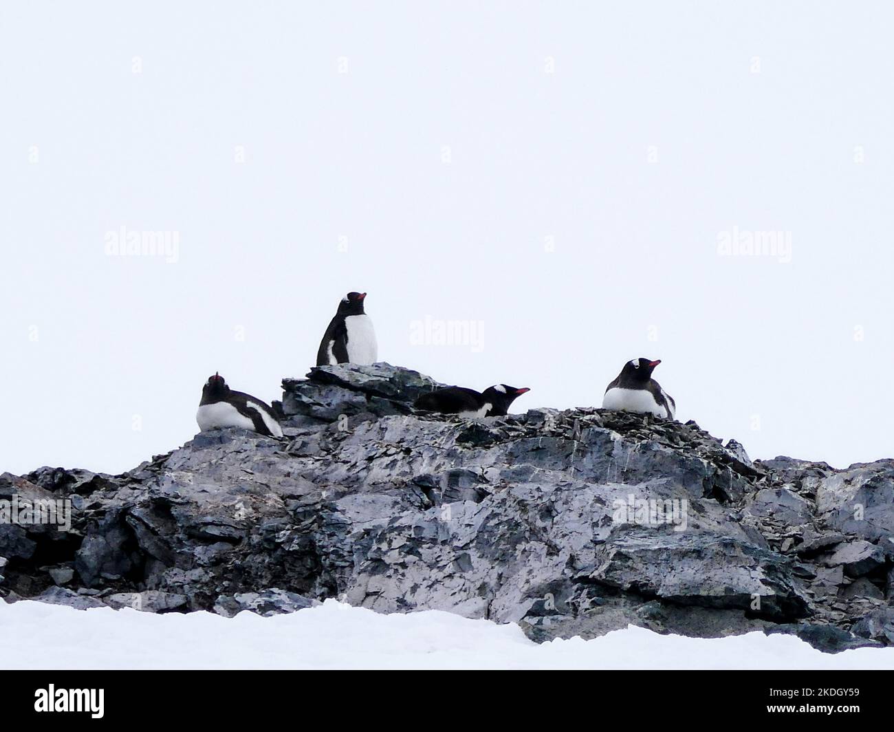Penguins in the landscape hi-res stock photography and images - Alamy