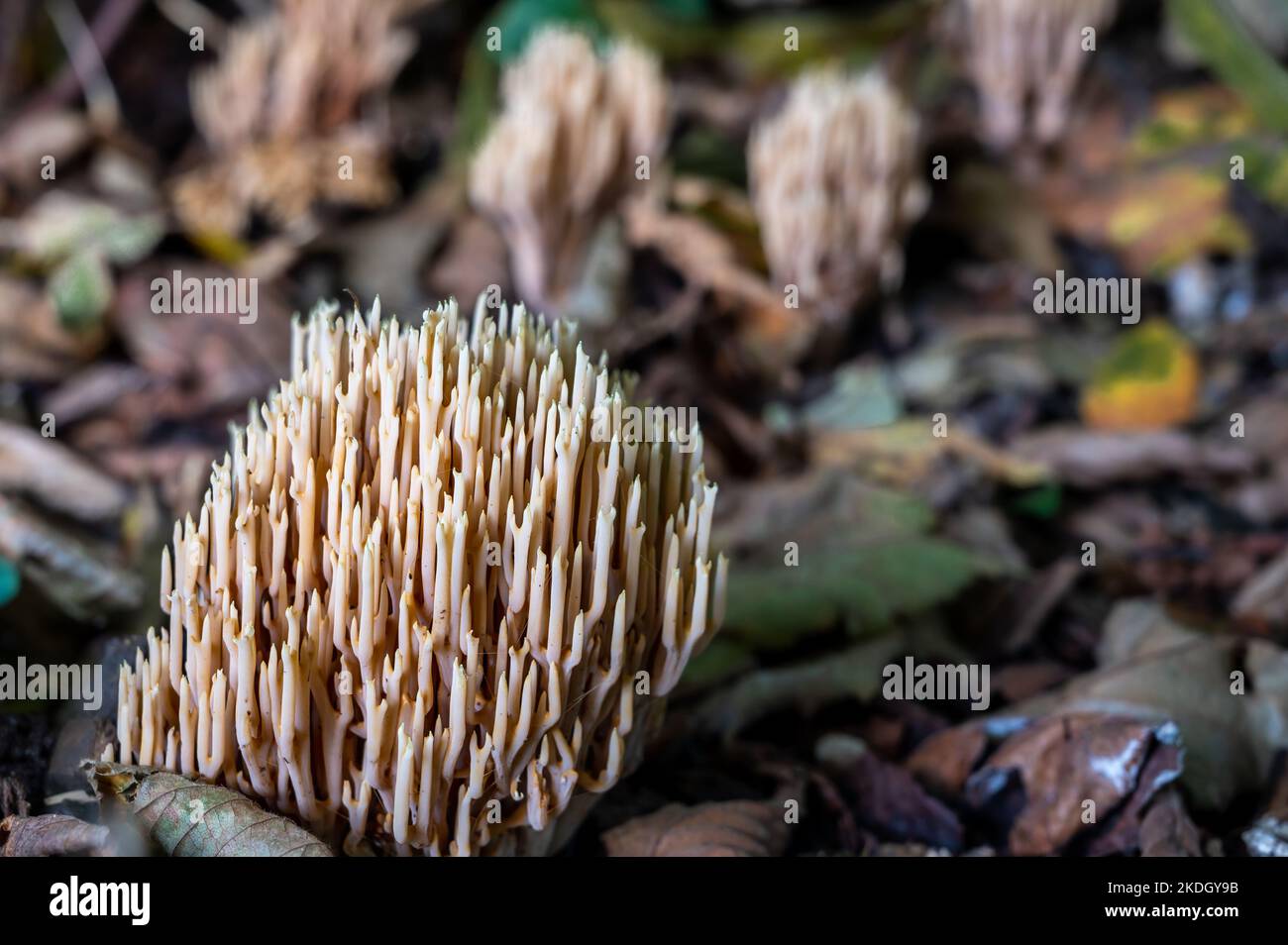 Mushrooms on the ground. Group of ramaria pallida mushrooms. Toxic ...