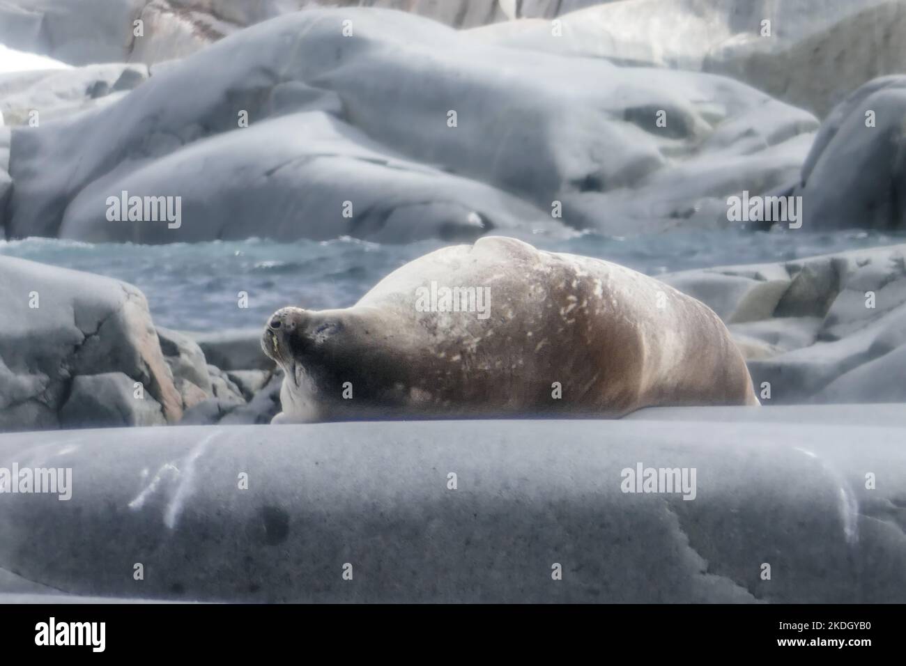 A seal on the ice in Antarctica Stock Photo - Alamy