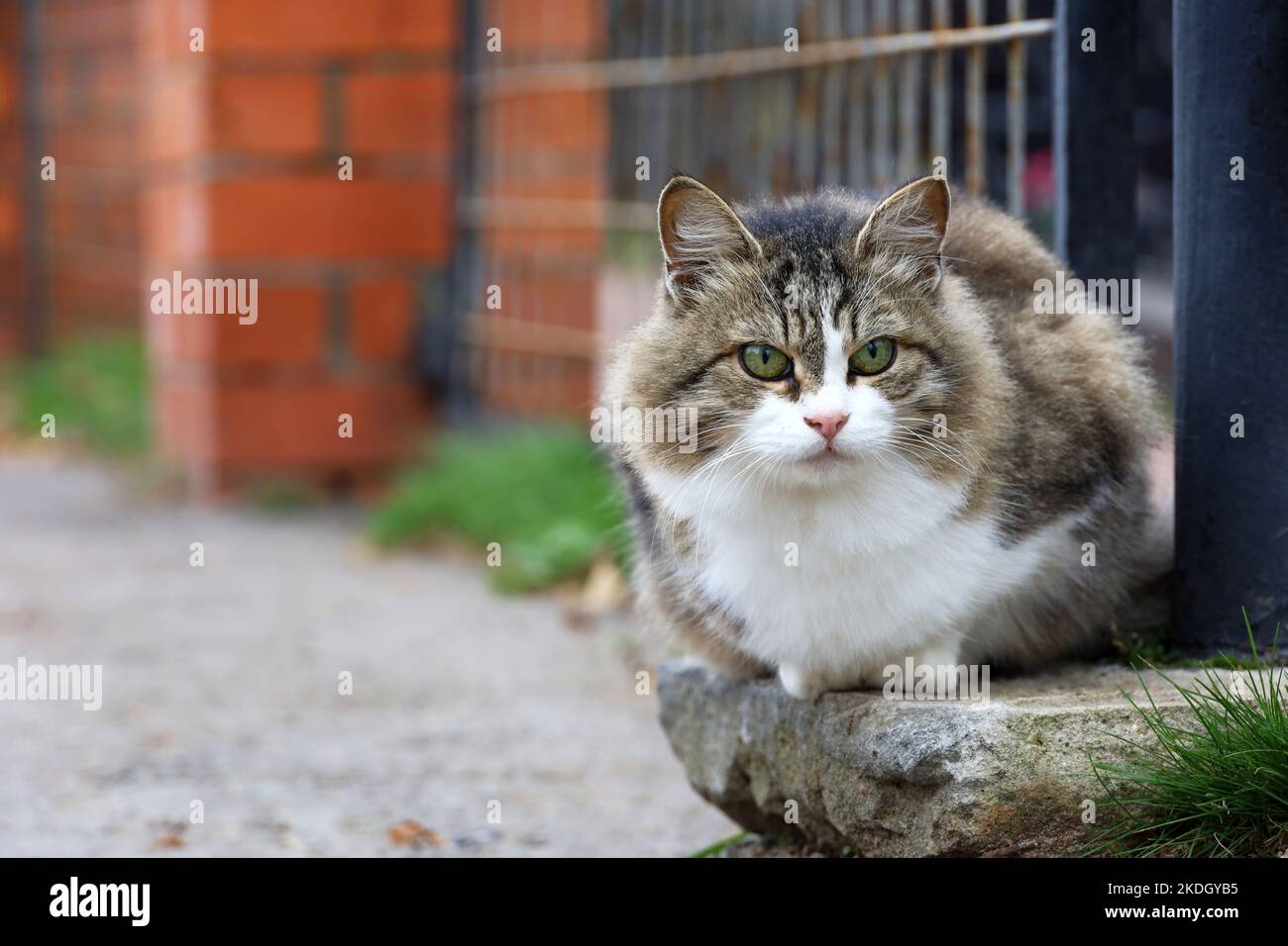 Fluffy white brown cat sitting on a street near the fence and looks ...