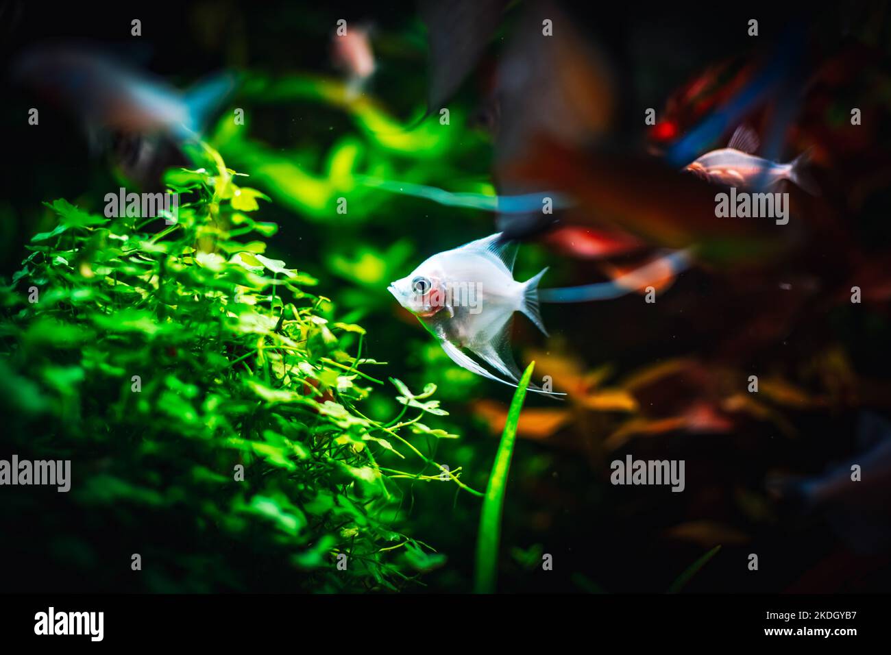 Freshwater angelfish scalare koi hi-res stock photography and images ...