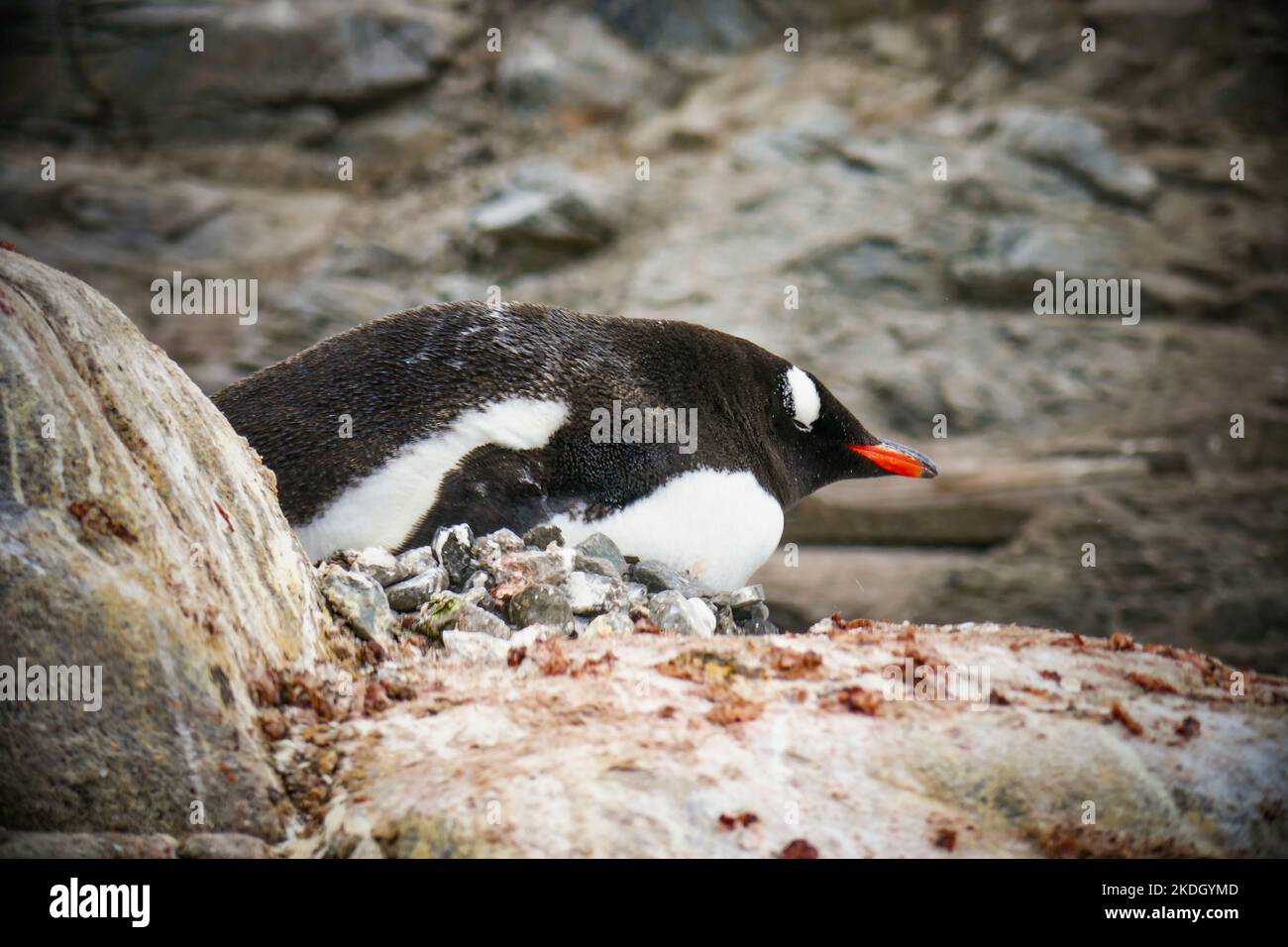 A penguin nesting on pebbles in Antarctica Stock Photo - Alamy