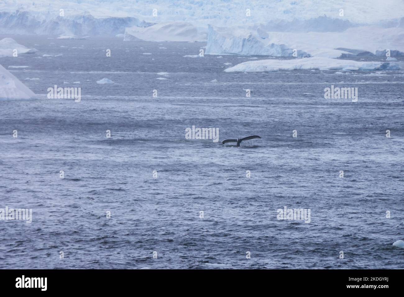 A whale in the Southern Ocean, Antarctica Stock Photo - Alamy