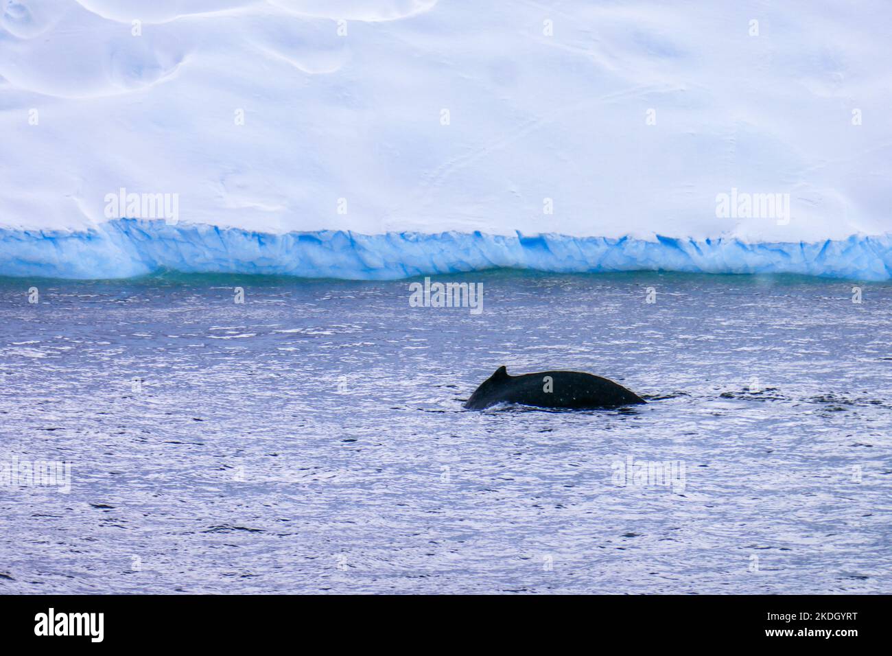 A whale in the Southern Ocean, Antarctica Stock Photo - Alamy