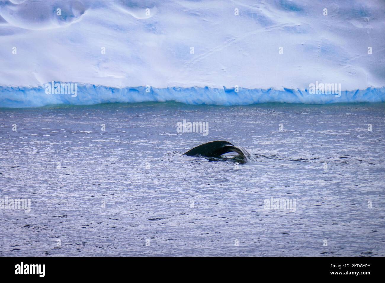 A whale in the Southern Ocean, Antarctica Stock Photo - Alamy