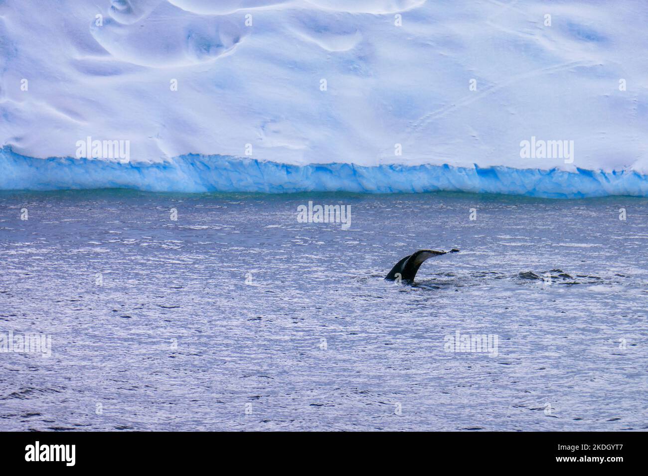 A whale in the Southern Ocean, Antarctica Stock Photo - Alamy