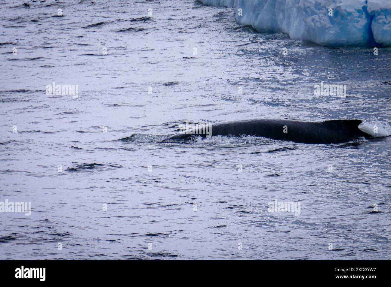 A whale in the Southern Ocean, Antarctica Stock Photo - Alamy