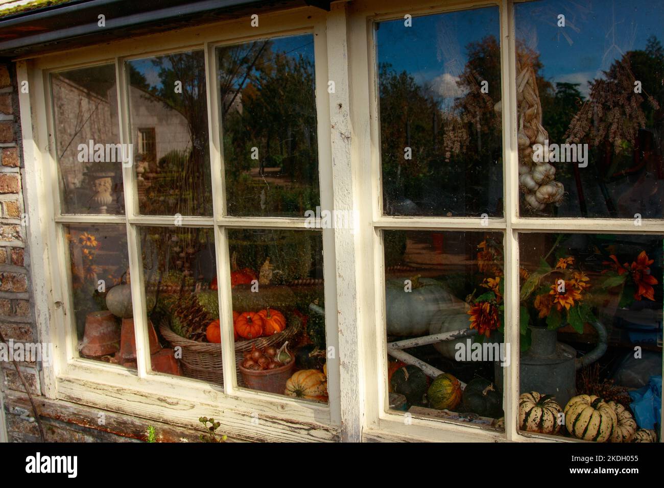 old wooden window with garlick, pumpkins , autumn still life, garden ...