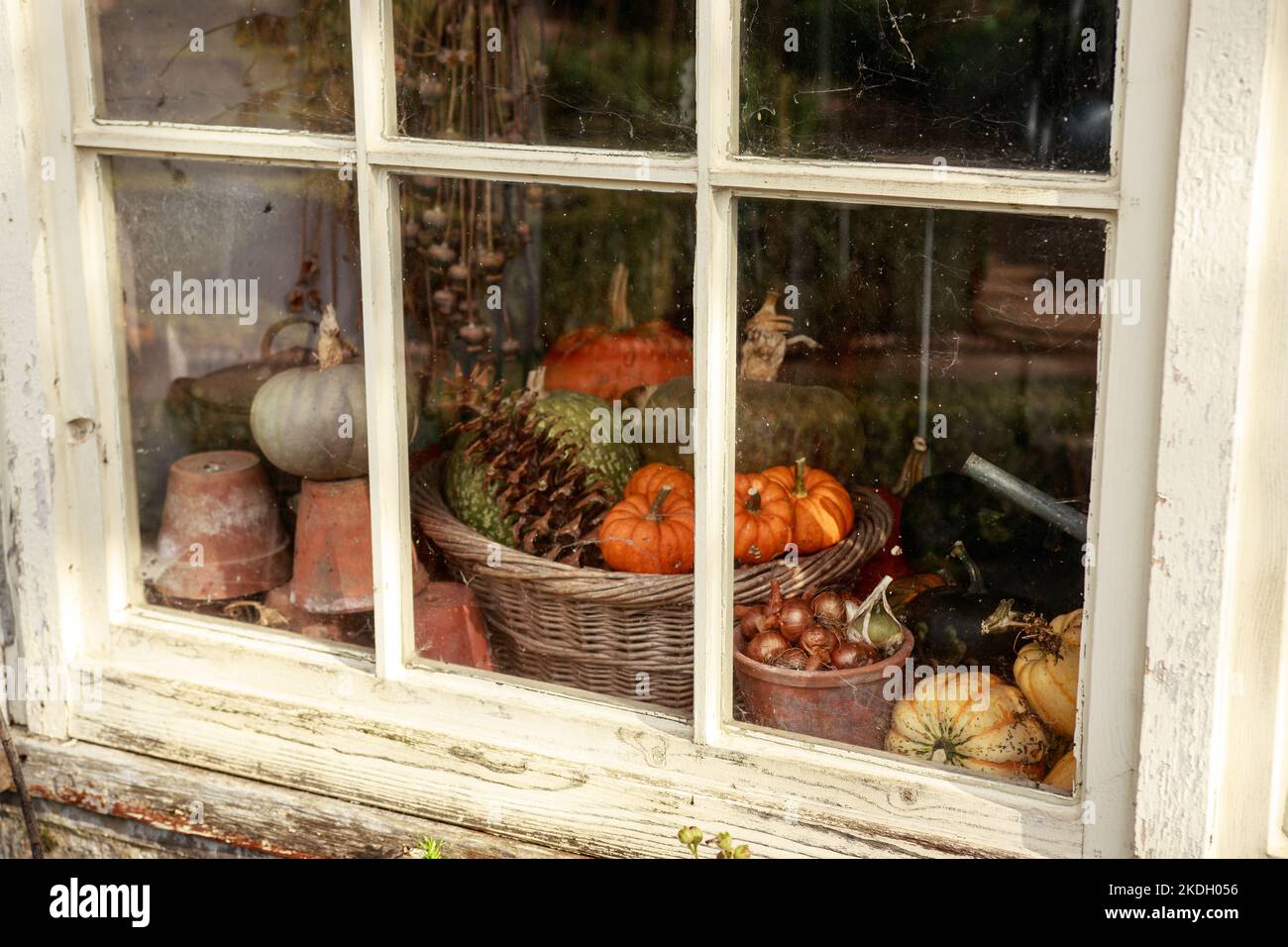 old wooden window with garlick, pumpkins , autumn still life, garden ...