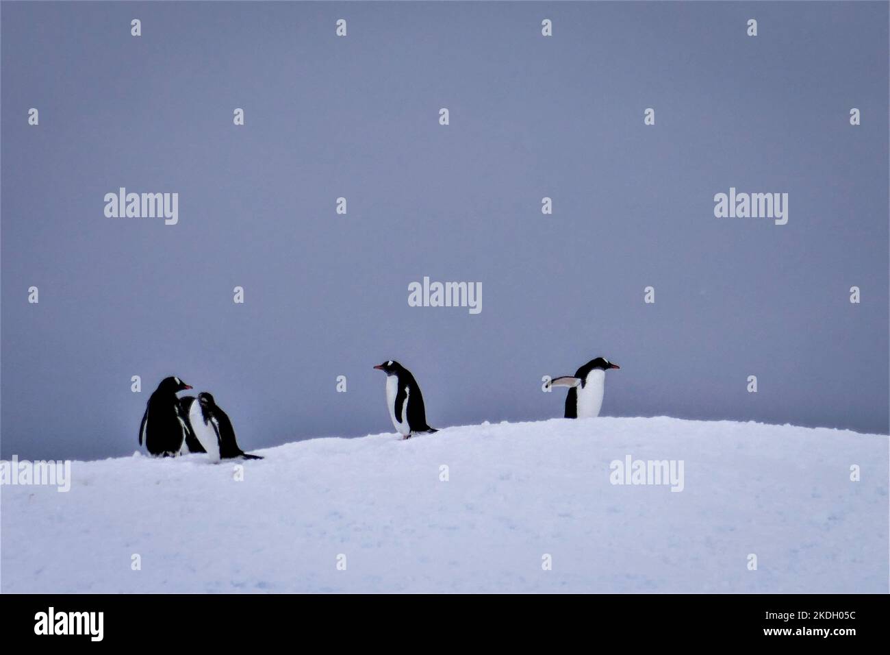 Penguins on the ice and icebergs in Antarctica Stock Photo - Alamy