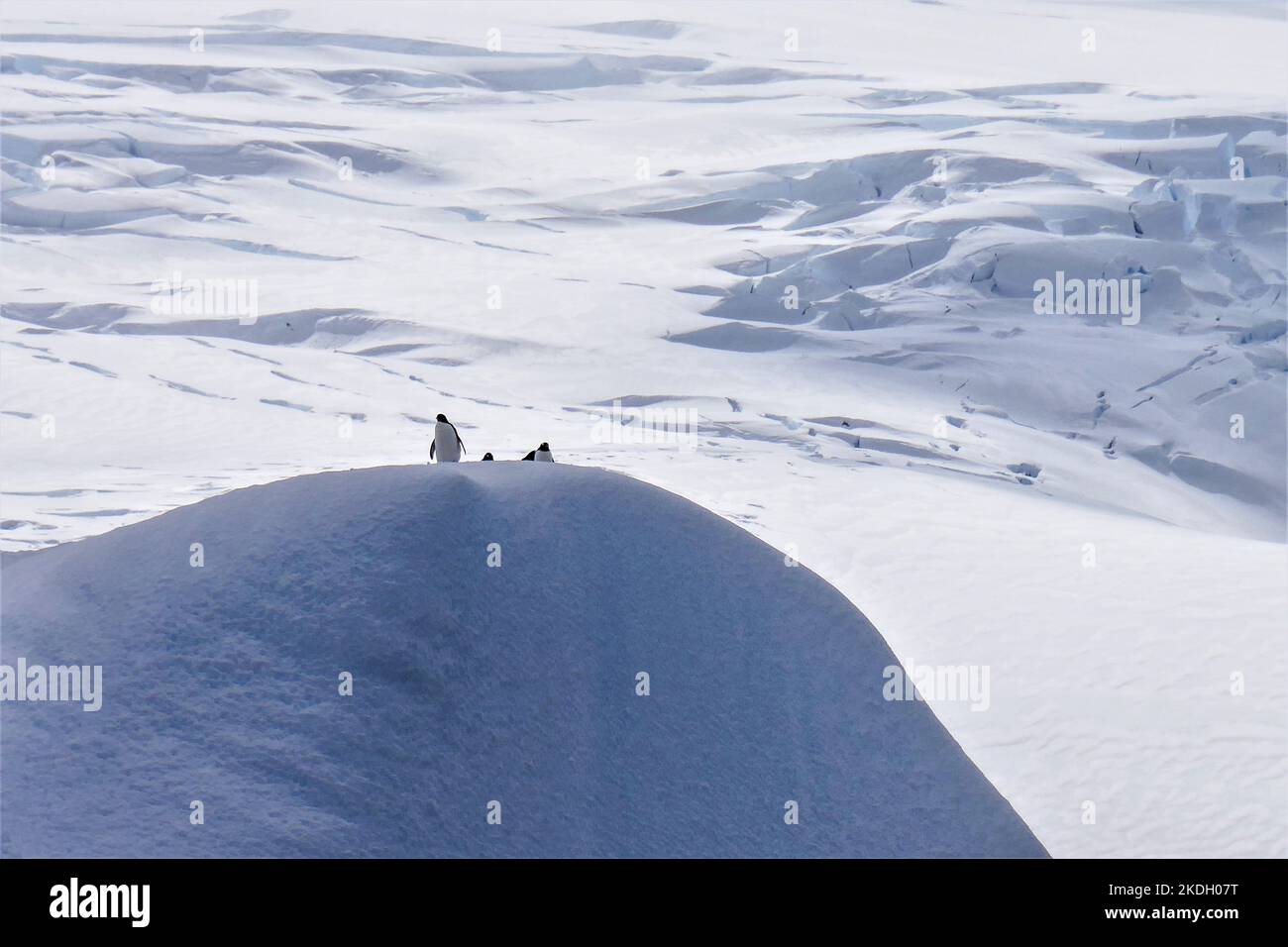 Penguins standing on a snowy mountain in the distance in Antarctica ...