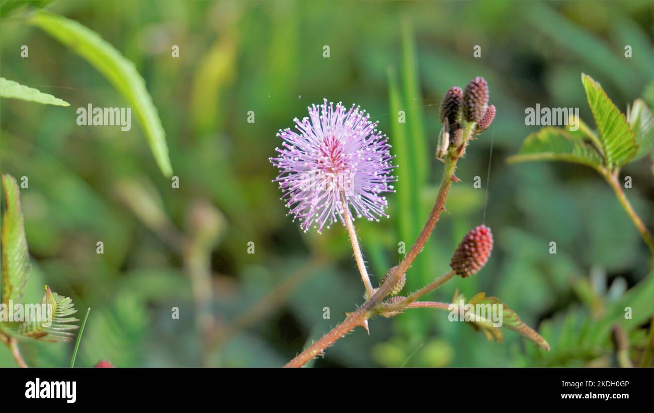 Closeup of flower of Mimosa pudica. The sensitive plant, sleepy plant ...
