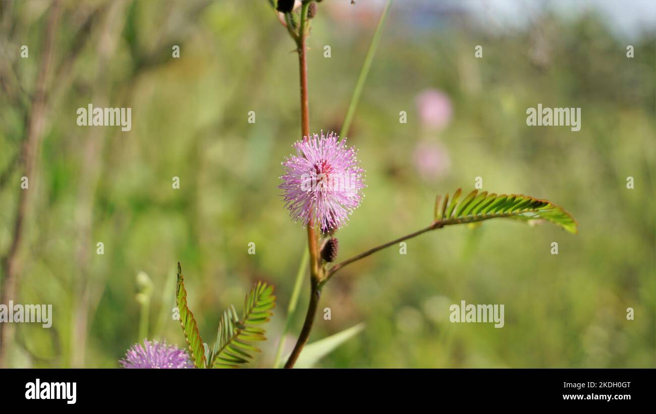 Closeup of flower of Mimosa pudica. The sensitive plant, sleepy plant ...