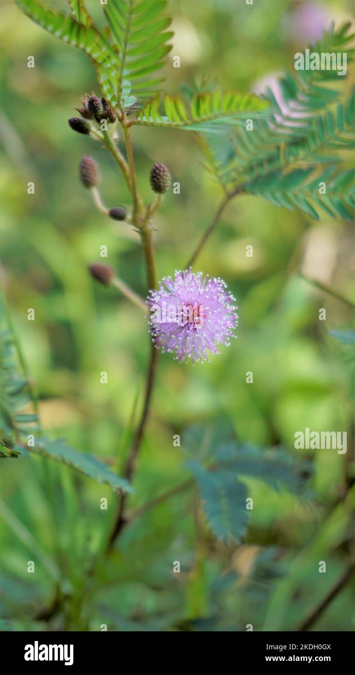 Closeup of flower of Mimosa pudica. The sensitive plant, sleepy plant ...